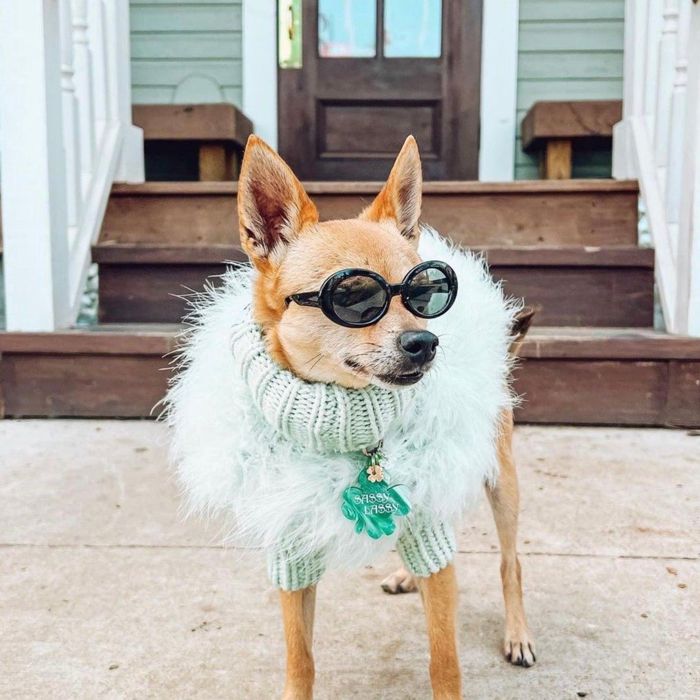 【楽天市場】即納【max bone】Christian Cowan x maxbone Jumper（mint） 韓国 ブランド かわいい ...