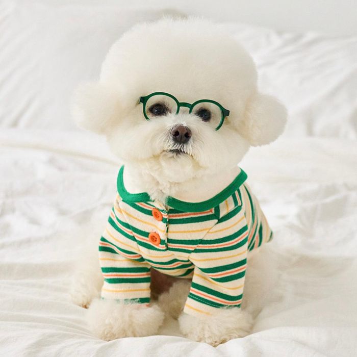 【楽天市場】※予約販売【noutti】Stripe Apple MTM（Green） 犬服 ドッグウェア 犬の服 小型犬 小型犬服 犬用品 ...
