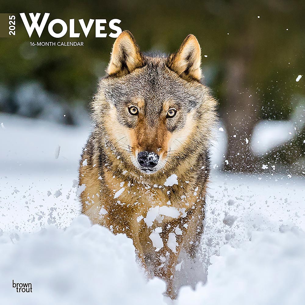 【楽天市場】BrownTrout(ブラウントラウト) 2025年 カレンダー オオカミ(Wolves Calendar) 30.5×61cm ...