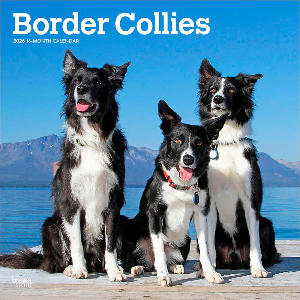 【楽天市場】BrownTrout(ブラウントラウト) 2026年 ボーダー・コリー 壁掛けカレンダー(Border Collies ...