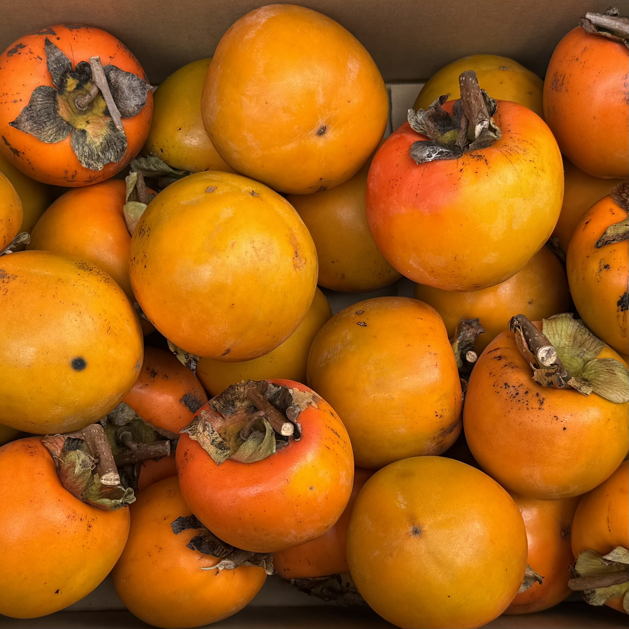 【楽天市場】【お買い物マラソン応援価格4980→2978円!!】【送料無料】 丸型 しぶ柿 【高瀬】箱込約10kg (9kg+保証分500g) 枝付き 干柿用 ご家庭用 熊本県産 福岡県産 ...