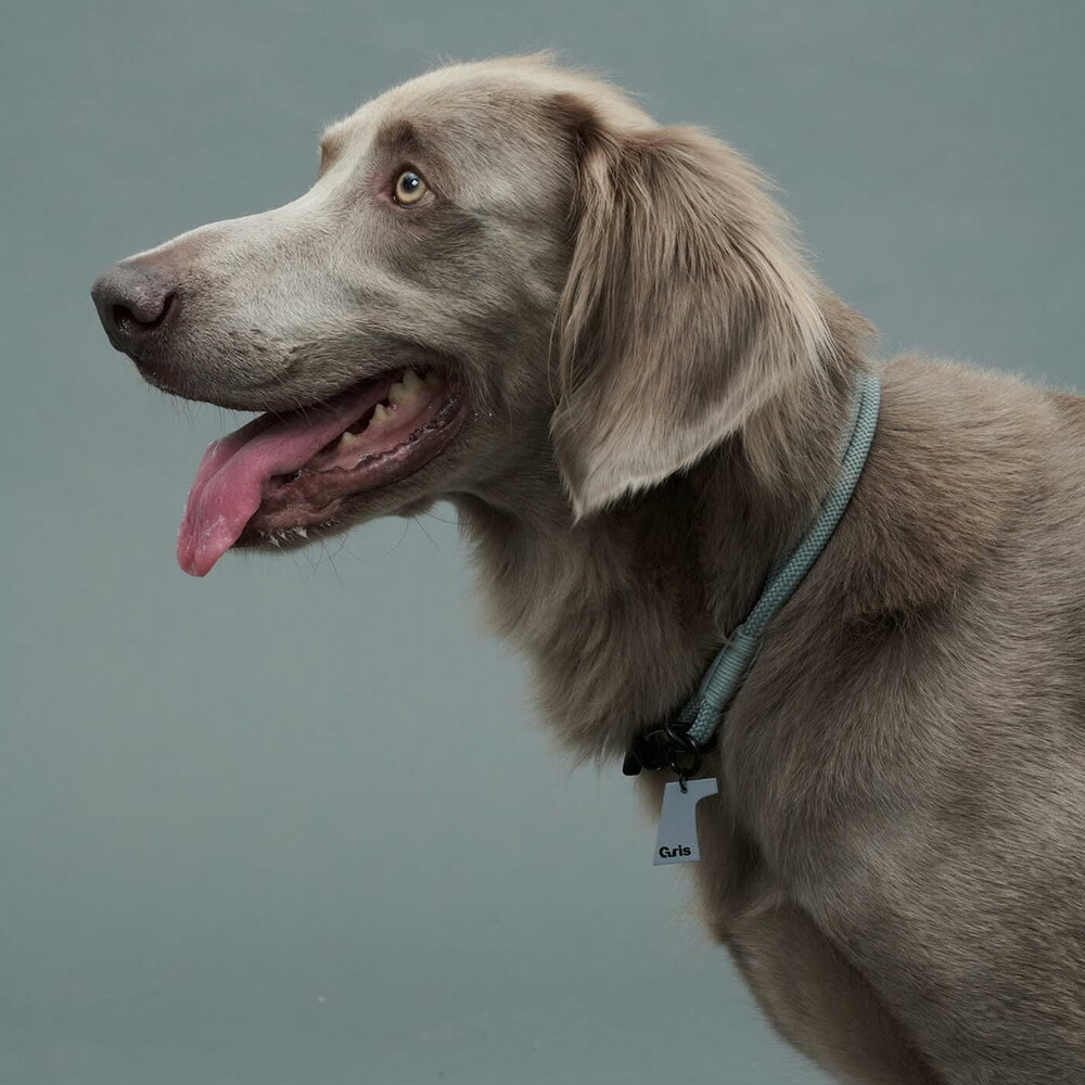 【楽天市場】グリ gris THE COLLAR LIMESTONE 45cm [GCL122101275]：vic2（ビックツー）