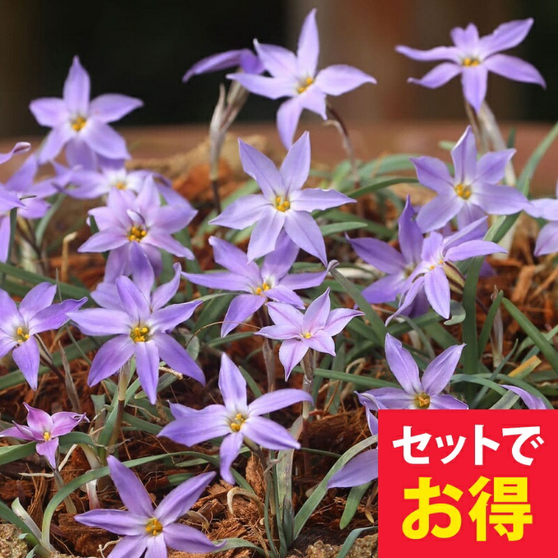 【楽天市場】イフェイオン フロイルミル 芽出し球根苗 3球植え 選べる1～3鉢セット 3号鉢【お届け中】Ipheion Froyle Mill ...