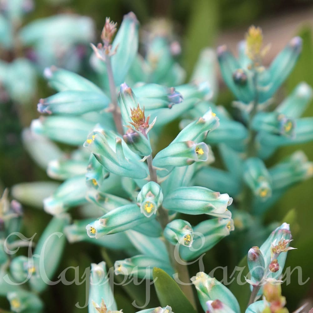 【楽天市場】植えっぱなし球根 ラケナリア ビリディフローラ 3球セット【お届け中 小球根 メール便対応】Lachenalia ...