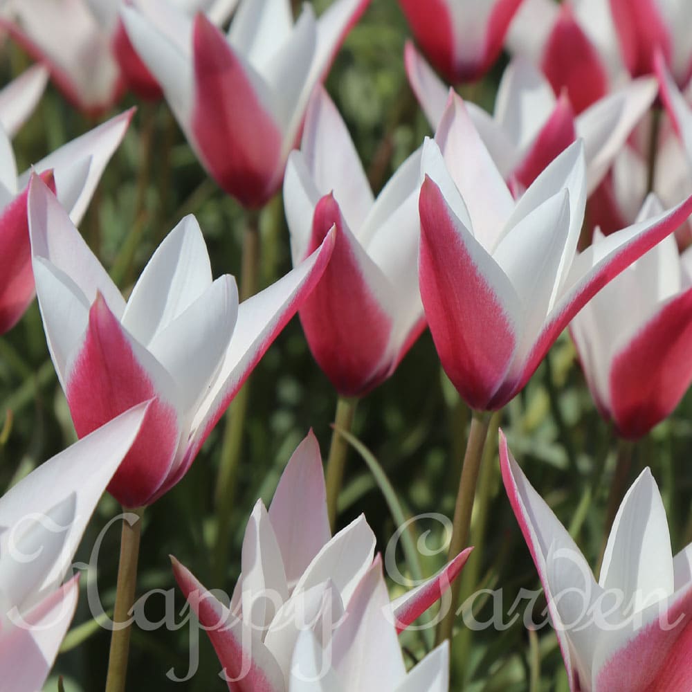 ペパーミントスティック チューリップ _ Tulipa Roseapeppermint Stick – JJOSN