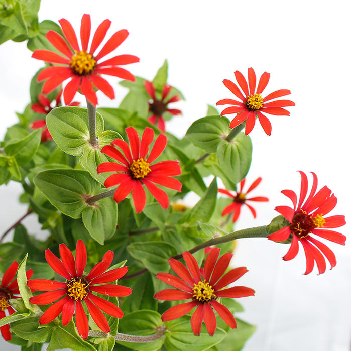 【楽天市場】花苗 夏苗 ジニア レッド スパイダー 1鉢 3～3.5号【お届け中】Zinnia tenuifloia red spider ...