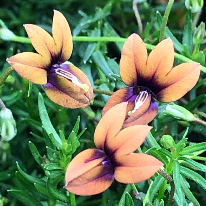 【楽天市場】苗 花苗 モノプシス スカブラ 1鉢 3～3.5号【お届け中】Monopsis unidentata ‘Scabra‘ 夏苗 ...