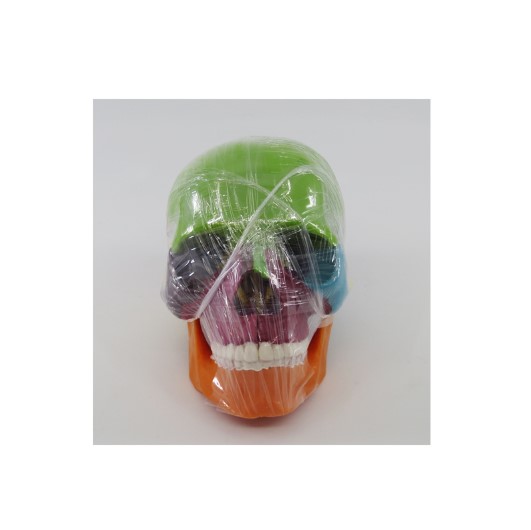 【楽天市場】【解剖学を学ぶ】15ピース頭蓋骨モデル・教育向け 専門家 教育ツール 人体模型 Evotech Mini Human Skull ...