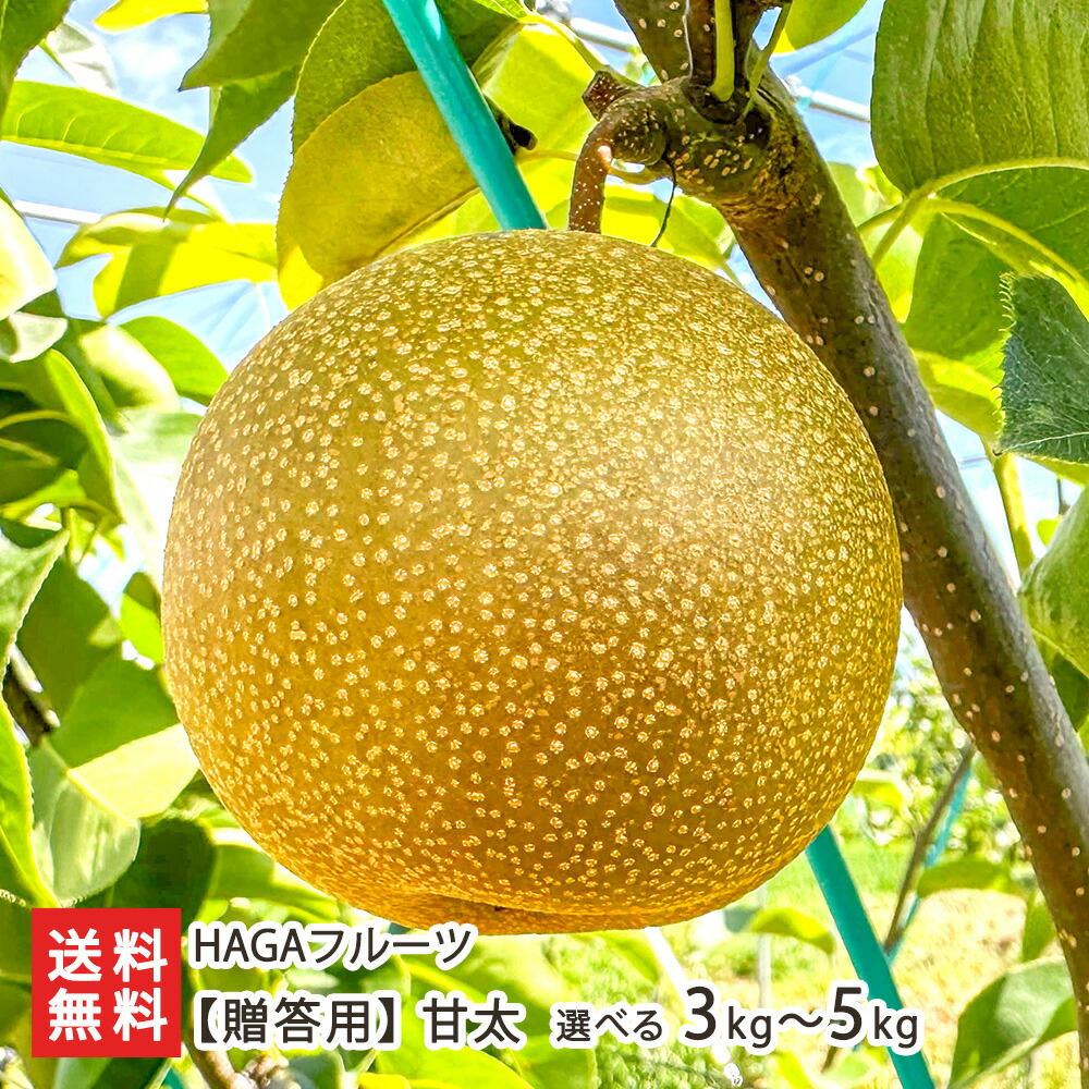 【楽天市場】【贈答用】山形県産 甘太 選べる 3kg（5～7玉） ～ 5kg（6～10玉） HAGAフルーツファーム フルーツ 果物 フルーツギフト なし 梨 和梨 かんた 寒河江市 山形県 ...