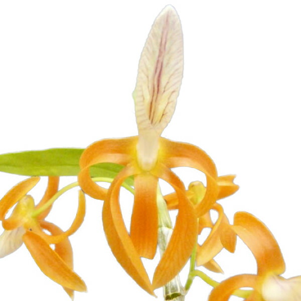 【楽天市場】【花付き株】 デンドロビューム ユニカム Den.unicum 原種 2.5号鉢 25cm 開花サイズ(BS)：渥美洋らんセンター ...