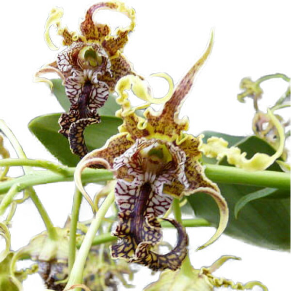 【楽天市場】【花なし株】 デンドロビューム スペクタビール Den.spectabile 原種 3号鉢 25cm 2作開花サイズ(2BS ...