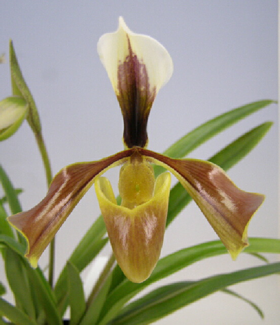 【楽天市場】【花なし株】 パフィオペディラム ビローサム Paph.villosum 原種 3号鉢 35cm 開花サイズ(BS)：渥美洋らん ...