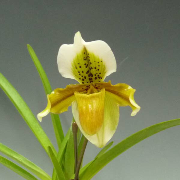 【楽天市場】【花なし株】 パフィオペディラム エグザル Paph.exul 原種 3号鉢 25cm 開花サイズ(BS)：渥美洋らんセンタースズキラン園