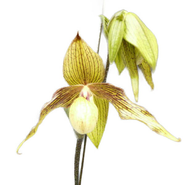 【楽天市場】【花なし株】 パフィオペディラム ハロルドクーポウィッツ Paph.Harold Koopowitz 交配種 5号鉢 20cm ...