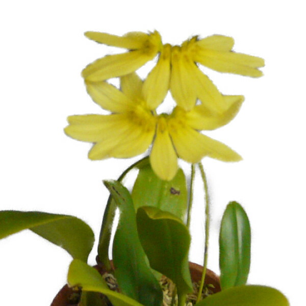 【楽天市場】【花なし株】 バルボフィラム スピーシーズ 3177 イエロー Bulb.sp. 3177 (YELLOW) 原種 3号鉢 ...