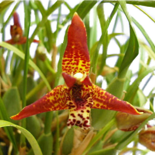 【楽天市場】【花なし株】 マキシラリア テヌイフォリア Max.tenuifolia 原種 芳香あり 3号鉢 25cm 開花サイズ(BS ...