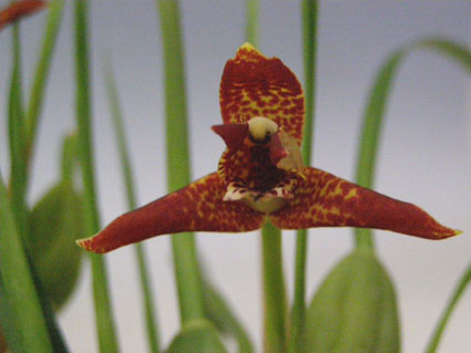 【楽天市場】【花なし株】 マキシラリア テヌイフォリア Max.tenuifolia 原種 芳香あり 3号鉢 25cm 開花サイズ(BS ...