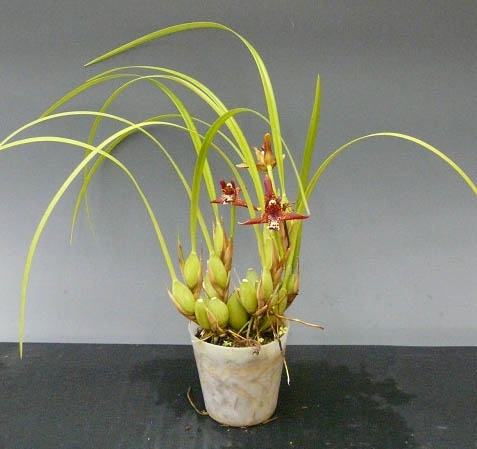 【楽天市場】【花なし株】 マキシラリア テヌイフォリア Max.tenuifolia 原種 芳香あり 3号鉢 25cm 開花サイズ(BS ...