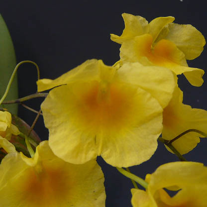 【楽天市場】【花なし株】 デンドロビューム リンドレイ ‘フロリダサンシャイン’ Den.lindleyi ‘Florida Sunshine ...