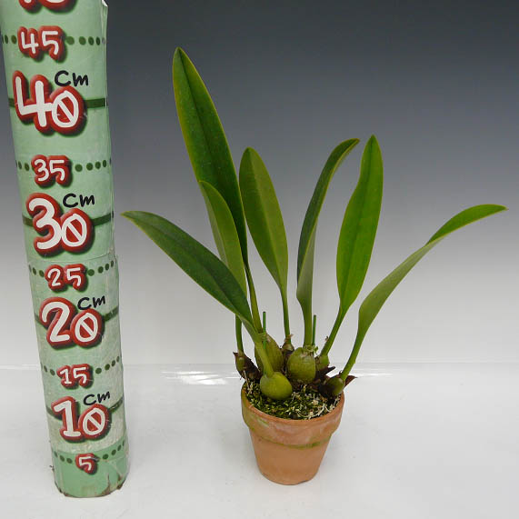【楽天市場】【花なし株】 エリア ロゼア Eria rosea 原種 3.5号鉢 25cm 開花サイズ(BS)：渥美洋らんセンタースズキラン園