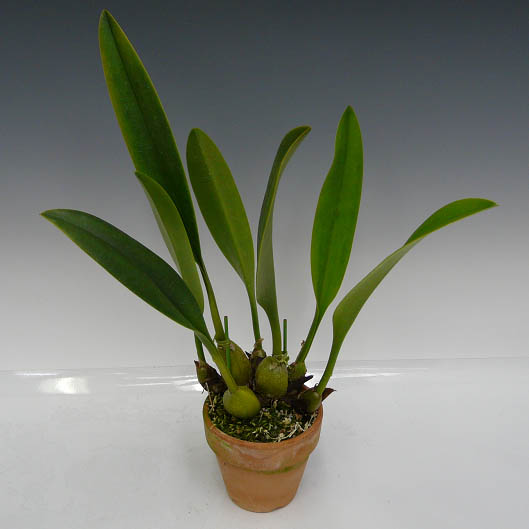 【楽天市場】【花なし株】 エリア ロゼア Eria rosea 原種 3.5号鉢 25cm 開花サイズ(BS)：渥美洋らんセンタースズキラン園