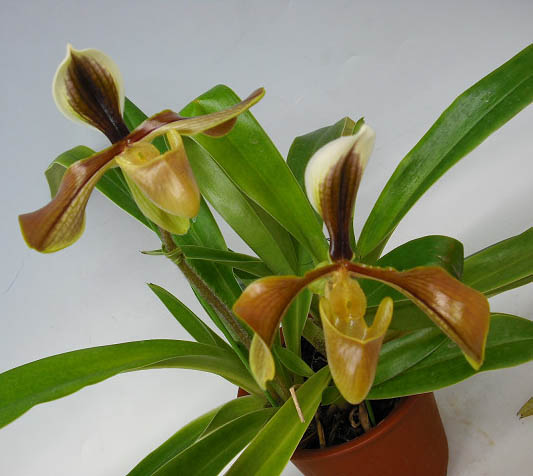 【楽天市場】【花なし株】 パフィオペディラム ビローサム Paph.villosum 原種 3号鉢 35cm 開花サイズ(BS)：渥美洋らん ...