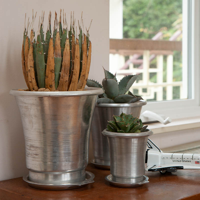 【楽天市場】【鉢】 DULTON-ダルトン BOTANY アルミニウム ポット ウィズ ソーサー NB-0462（アガベ・塊根植物 ...