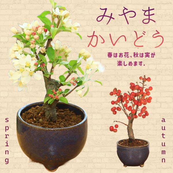 楽天市場】盆栽:花かいどう*(祥石(二代目)空色鉢)*送料無料 花 楽天市場】盆栽:花かいどう*(祥石(二代目)空色鉢)*送料無料 花