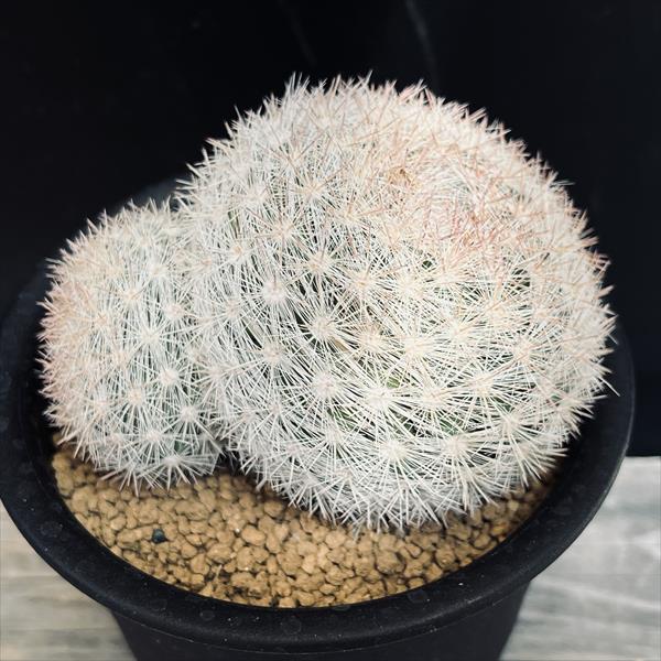 【楽天市場】サボテン：マミラリア 満月*幅9.5cm 現品！一品限り：遊恵盆栽 楽天市場店